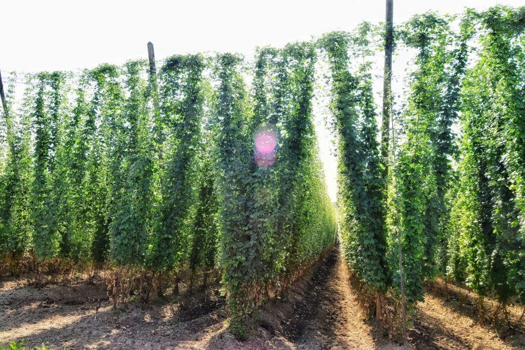 Alsace French Hops — Exclusively Available | HAAS®