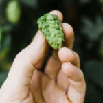 HAAS® | The World's Finest Hops and Advanced Hop Products