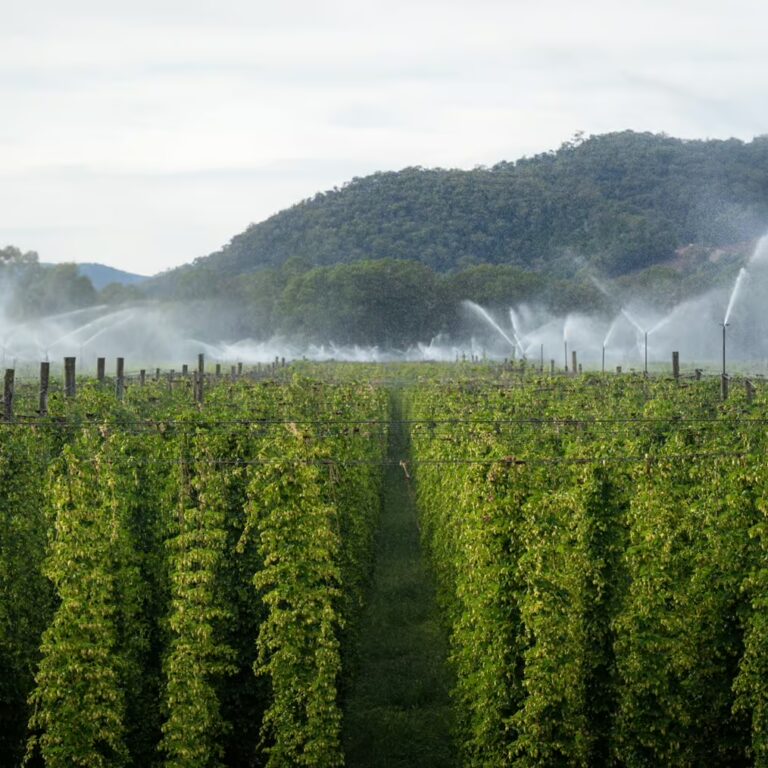 HAAS® | The World's Finest Hops and Advanced Hop Products