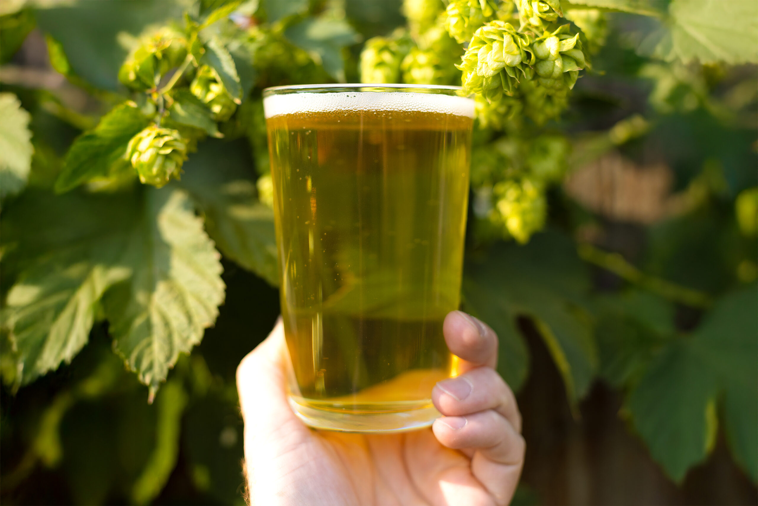 Brewing Your Best West Coast Pils | Haas